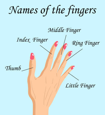 Vecteur de Fingers Names of Human Body - ID:125654077 - image libre de ...