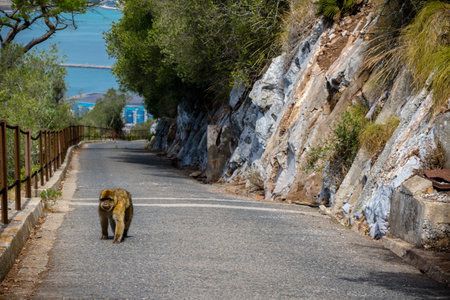 The famous apes of Gibraltar, located in the upper Rock nature reserve ...