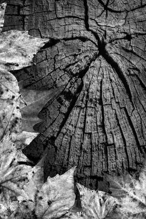 Black And White Autumn Dry Maple Leaves On Old Cracked Stump Cross ...