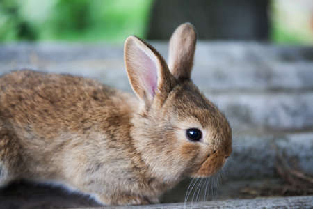 Small cute rabbit funny face, fluffy brown bunny on gray stone ...