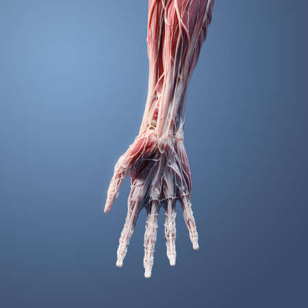 Photo of Full 3D anatomy of the palmar - ID:1-180175048 - Royalty Free ...