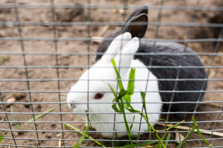 Young cute rabbit outdoors in farm animal enclosure on a sunny day ...