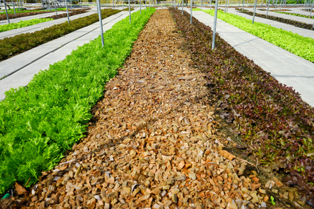 Modern agriculture, organic farming in greenhouse for quality control ...