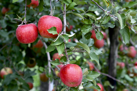 Fuji apples in Japanese orchard. - Stock Image - Everypixel