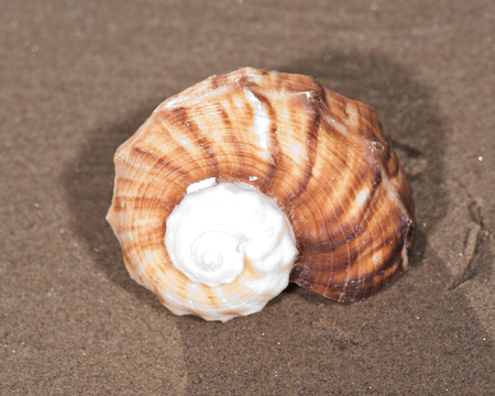 Photo of The mollusc (or mollusk) shell - ID:1-106486225 - Royalty Free ...