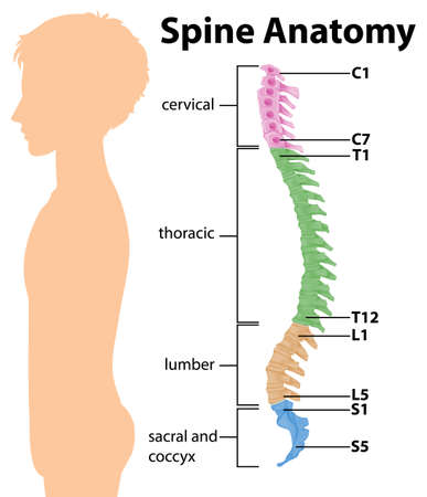 Photo of Anatomy of the spine or spinal - ID:153813709 - Royalty Free ...