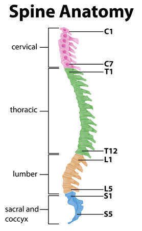Vector of Anatomy of the spine or spinal - ID:1-155036850 - Royalty ...