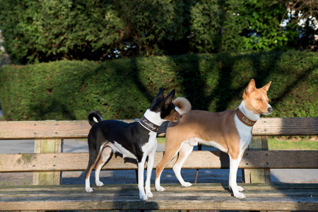 a tri color and a two tone basenji standing on a bench looking at a ...