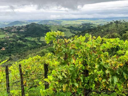 Vineyards in the mountain during cloudy raining season. Grapevines in ...