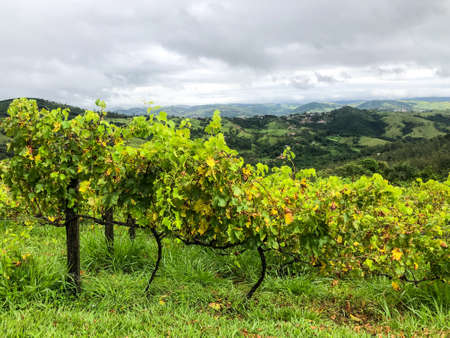 Vineyards in the mountain during cloudy raining season. Grapevines in ...