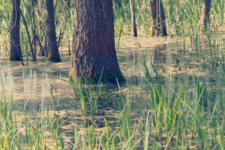 stagnant water around the trees after a heavy rain, note shallow depth ...