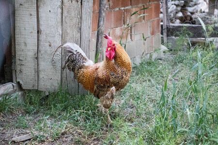 Rooster and hen. Hen and rooster farm scene. Farm rooster hen view in ...