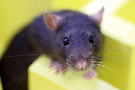 Gray decorative rat in a logical labyrinth when studying the reflexes ...