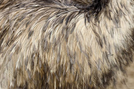 Close-up view of the feathers texture of a ostrich - Stock Image ...