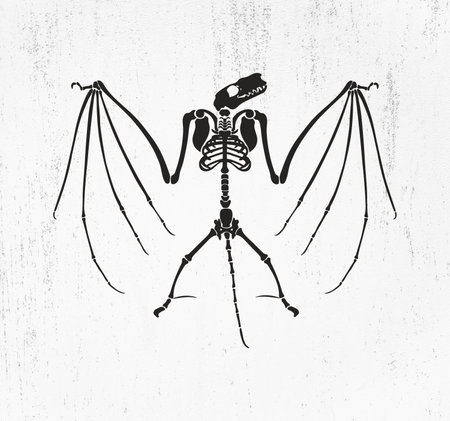 Vector of Bat Skeleton Bones Svg, Bat - ID:1-191370860 - Royalty Free ...