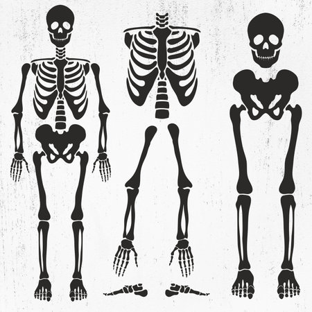 Vector of Skeleton SVG, Skeleton parts - ID:1-191521284 - Royalty Free ...