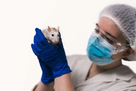 Rat in the hands of a scientist in the lab - Stock Image - Everypixel