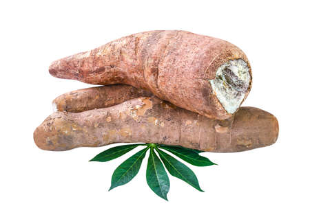 Photo of cassava tubers fresh on leaves - ID:142075970 - Royalty Free ...