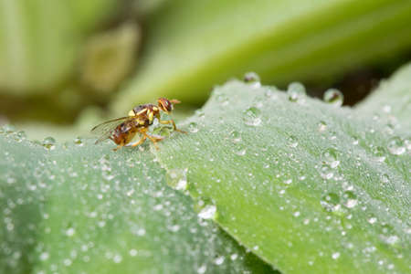 Insect and water Images - Search Images on Everypixel