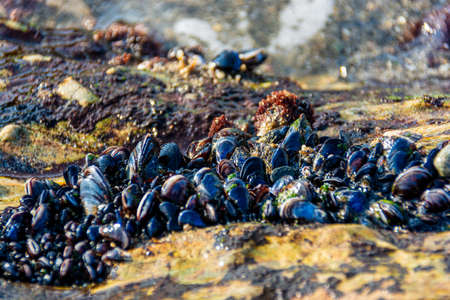 Foto del The blue mussel (Mytilus - ID:125070033 - Imagen libre de ...
