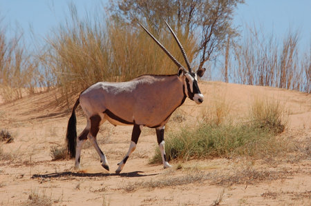 Gemsbok Antelope crossing a sand dune in the Kalahari desert.の写真素材 ...