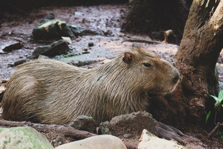 Photo of Capybara (Hydrochoerus - ID:193790714 - Royalty Free Image ...