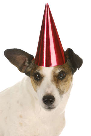 party dog - jack russel terrier wearing red party hat on white ...