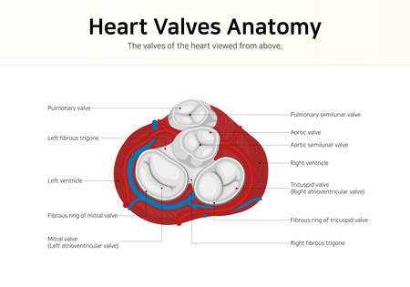 Heart Valves Anatomy. The valves of the heart viewed from above ...