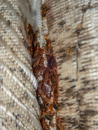Serious bed bug infestation bed bugs developed unnoticed on the mattress in folds and seams FY310173478075 Qlean Market