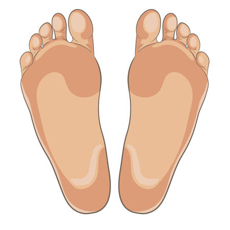 Vector of Left and right foot soles - ID:1-114820680 - Royalty Free ...