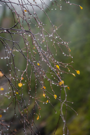 Rain droplets hanging in the empty tree branches. Autumn scenery in ...