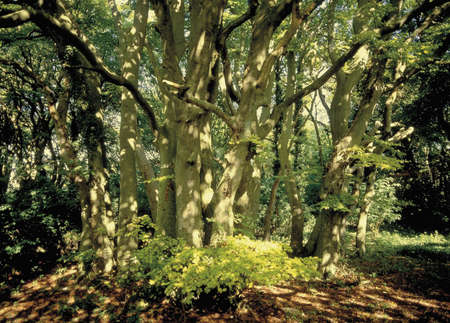 Buckinghamshire Chilterns Whiteleaf woods on the Ridgeway Path Princes ...