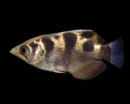 Banded archer fish isolated on a black backgroundの写真素材 [40003423747 ...
