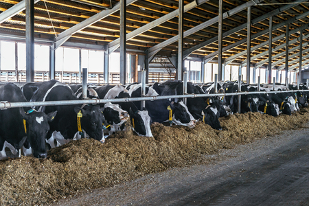 Long row of dairy cows sticks heads out bars of stable to feed hay ...