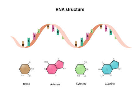 Vector of RNA structure. Ribonucleic - ID:1-175903478 - Royalty Free ...