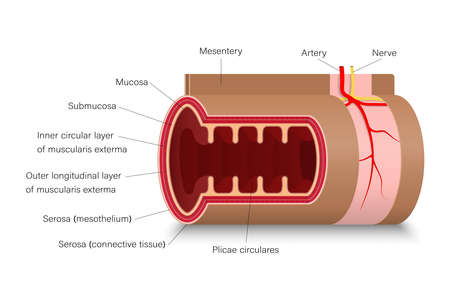 Vector of Small intestine. Cross section - ID:1-175903897 - Royalty ...