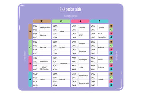 Amino Acid Codon Table Mrna | Cabinets Matttroy
