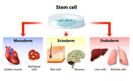Vector of stem cell application. - ID:47087365 - Royalty Free Image ...