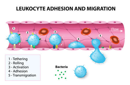 Vector of Leukocyte adhesion and - ID:50194921 - Royalty Free Image ...