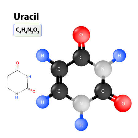 Vector of Uracile molecular structure. - ID:1-52888651 - Royalty Free ...