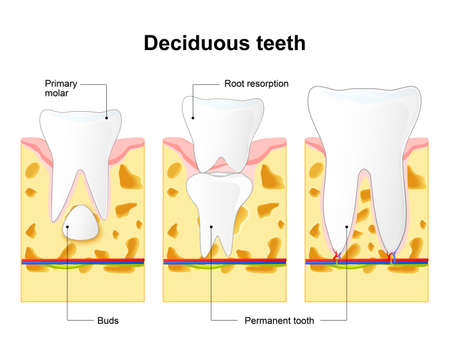 Vector of primary tooth and permanent - ID:63923769 - Royalty Free ...