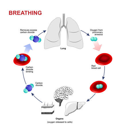 Vector of Respiration or Breathing. Gas - ID:1-63923774 - Royalty Free ...