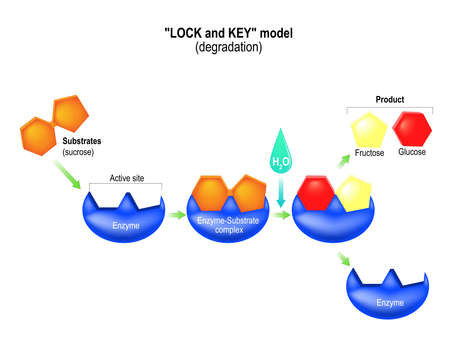 Vector of Lock and key model. - ID:1-75407657 - Royalty Free Image ...