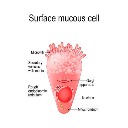 Vector of surface mucous cell is a - ID:1-100958551 - Royalty Free ...