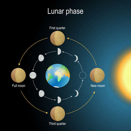 Vector of lunar phase. phases of the - ID:1-127032118 - Royalty Free ...