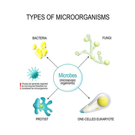 Vector of Types of Microorganisms. - ID:1-124746380 - Royalty Free ...