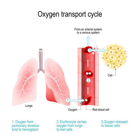 Vector of Oxygen transport cycle. Gas - ID:124080313 - Royalty Free ...