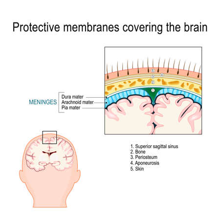 Vector of Protective membranes covering - ID:1-122660490 - Royalty Free ...