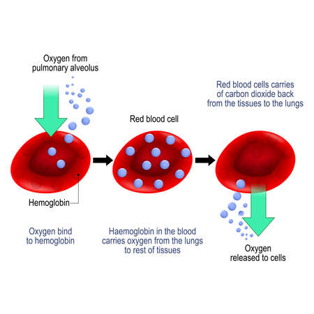 Red Blood Cells Carrying Oxygen