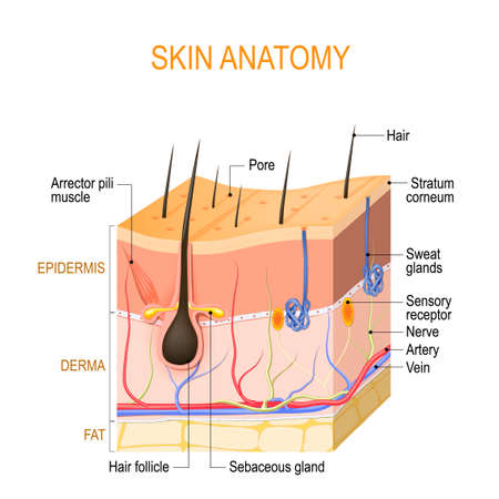 Vecteur de Skin anatomy. Layers: - ID:129344345 - image libre de droit ...